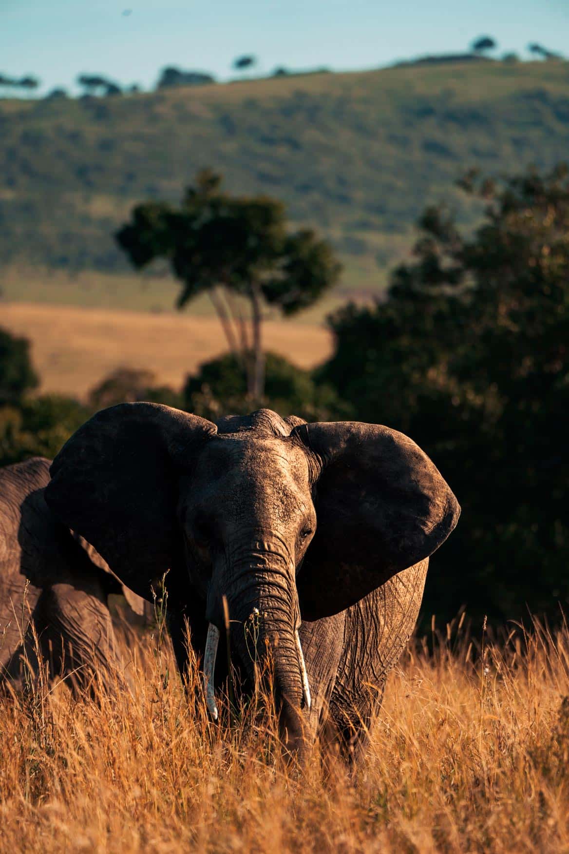 LOIRIEN Mara | Discover the essence of the Mara.