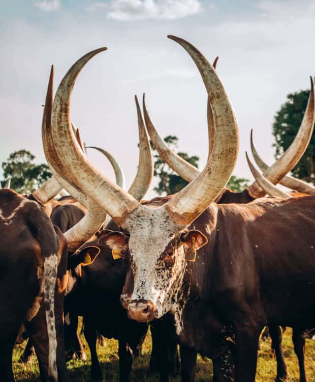 LOIRIEN Mara | Discover the essence of the Mara.