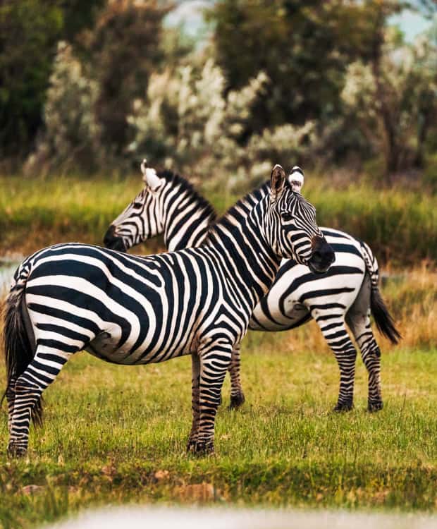 LOIRIEN Mara | Discover the essence of the Mara.